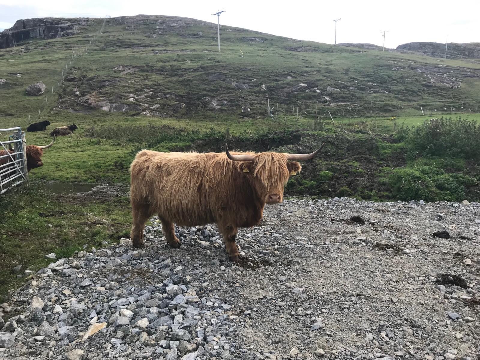 Vandfald og lort til anklerne - Familien Dudek